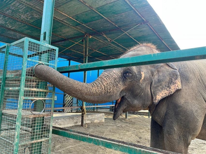 From Agra: Visit to Wildlife SOS Elephant Conservation Trip - The Sum Up