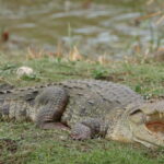 From Anuradhapura: Wilpattu National park Safari - The Day in Detail: What You Can Expect