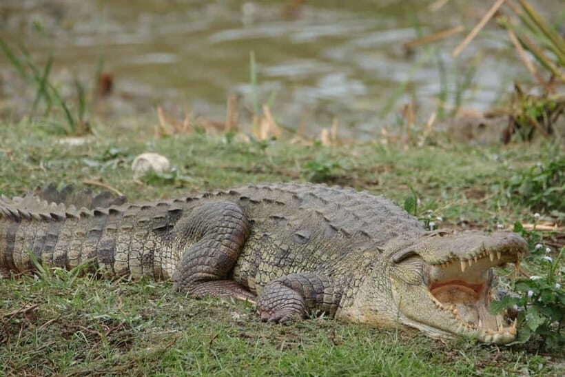 From Anuradhapura: Wilpattu National park Safari - The Day in Detail: What You Can Expect