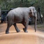 From Anuradhapura:Wilpattu Full-Day Wildlife Safari. - The Itinerary in Detail