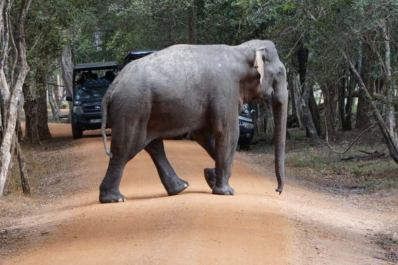 From Anuradhapura:Wilpattu Full-Day Wildlife Safari. - The Itinerary in Detail