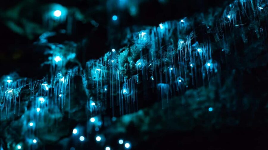 From Auckland: Day Trip to Waitomo Glow Worm Caves - The Journey Begins: Convenience and Comfort