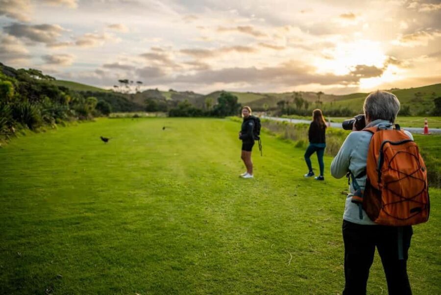 From Auckland: Kiwi Bird Encounter & 3-Course Dinner Tour - Analyzing the Value