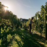 From Auckland: Waiheke Island Sip & Savour Tour with Lunch - The Small Group Advantage