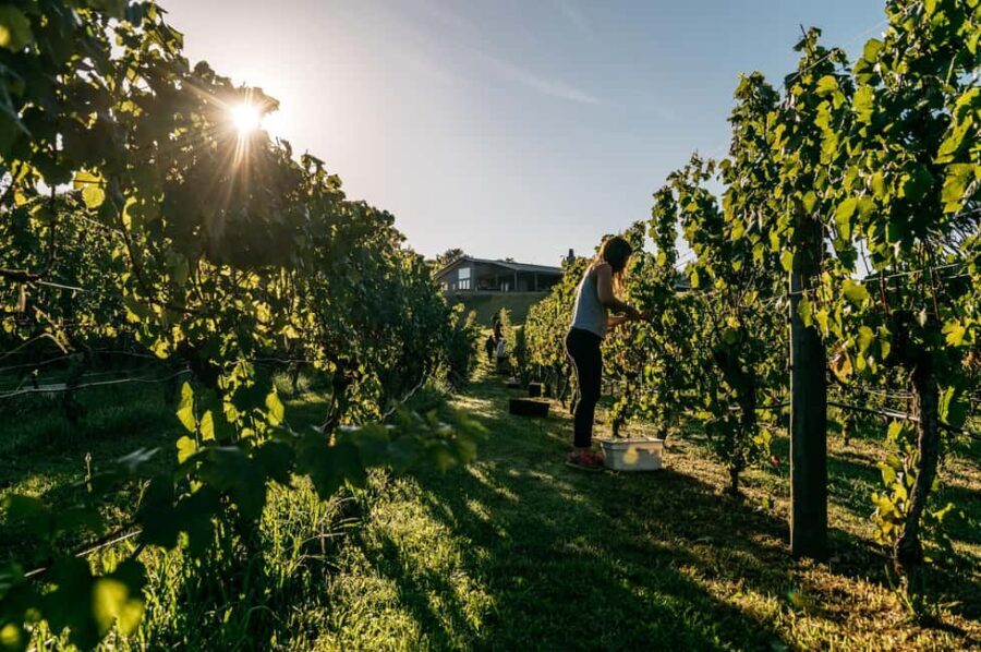 From Auckland: Waiheke Island Sip & Savour Tour with Lunch - The Small Group Advantage