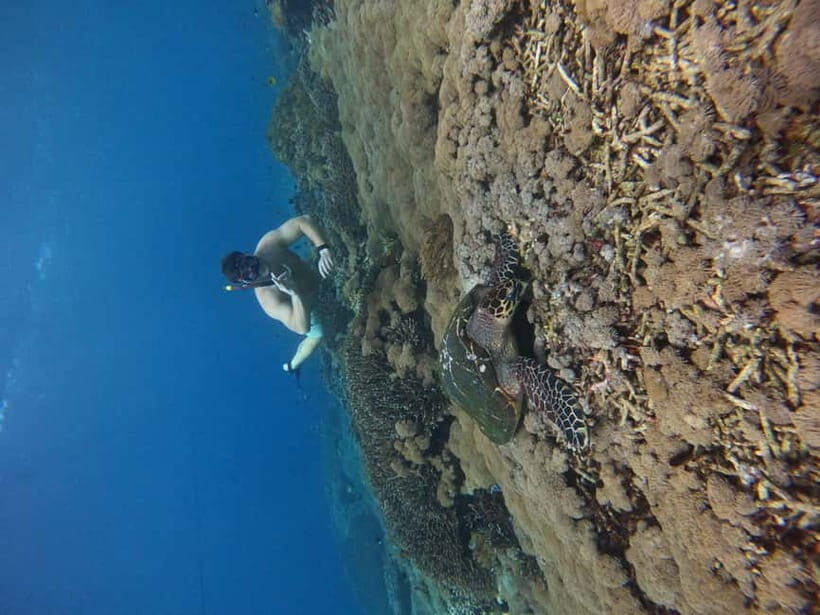 From Bali to Nusa Penida and Snorkel with Manta Ray + Lunch - Snorkeling with Manta Rays and Coral Gardens