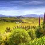 From Blenheim/Picton: Marlborough Gourmet Wine Tasting Tour - Authentic Insights from Reviews