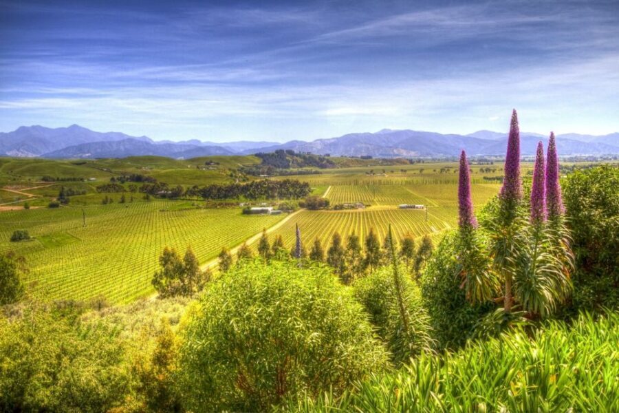 From Blenheim/Picton: Marlborough Gourmet Wine Tasting Tour - Authentic Insights from Reviews