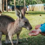 From Brisbane: Australia Zoo Transfer and Entry Ticket - Key Points