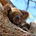 From Brisbane: Gold Coast Day Tour with Lunch - A Full Breakdown of the Gold Coast Day Tour