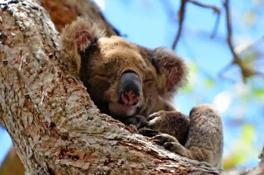 From Brisbane: Gold Coast Day Tour with Lunch - A Full Breakdown of the Gold Coast Day Tour