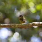 From Brisbane: Maiala Rainforest Private Tour - A Warm Welcome and Scenic Drive to Mount Glorious