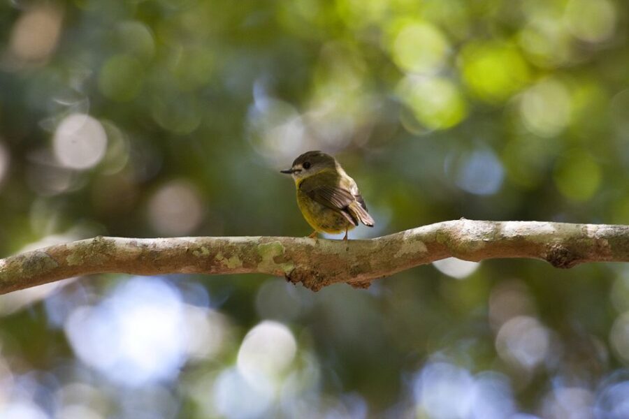 From Brisbane: Maiala Rainforest Private Tour - A Warm Welcome and Scenic Drive to Mount Glorious