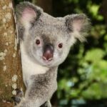 From Brisbane: Queensland Zoo and Sunshine Coast Day Trip - FAQs