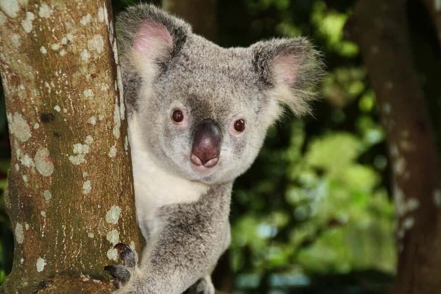 From Brisbane: Queensland Zoo and Sunshine Coast Day Trip - FAQs