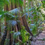 From Brisbane: Tamborine Mountain and Paradise Point Tour - What Makes This Tour Special?