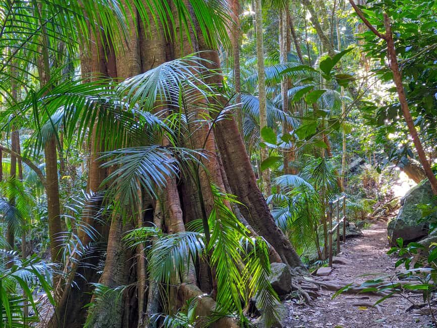 From Brisbane: Tamborine Mountain and Paradise Point Tour - What Makes This Tour Special?