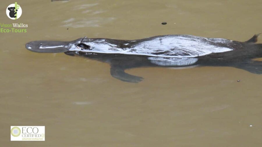 From Byron Bay: Platypus Spotting Walk - What Makes This Tour Special