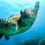 From Cairns: 3-Day Reef, Rainforest, and Outback Package - Walking Through the Daintree Rainforest