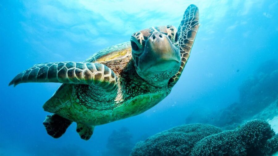 From Cairns: 3-Day Reef, Rainforest, and Outback Package - Walking Through the Daintree Rainforest