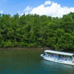 From Cairns: Daintree Rainforest & Cape Tribulation 4WD Tour - Exploring the Itinerary in Detail