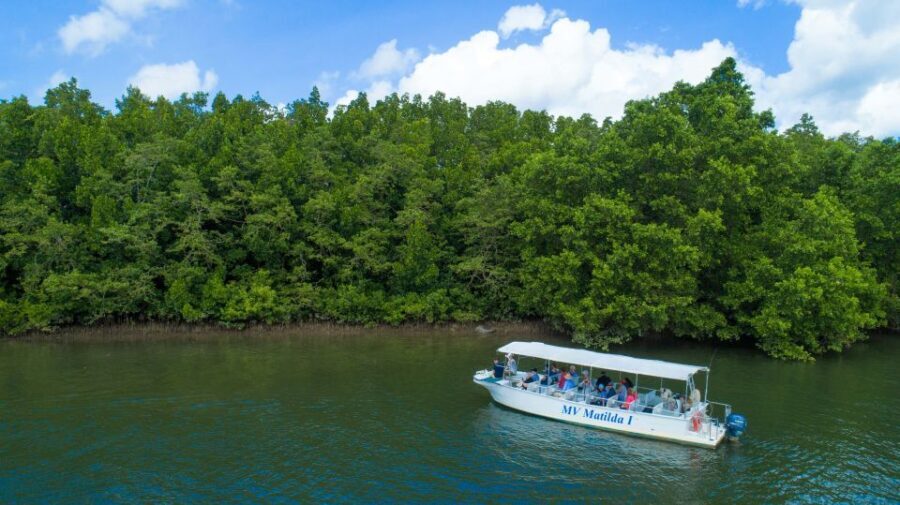 From Cairns: Daintree Rainforest & Cape Tribulation 4WD Tour - Exploring the Itinerary in Detail