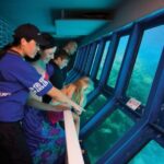 From Cairns: Great Barrier Reef Pontoon Experience - The Itinerary: What to Expect on the Day