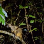From Cairns: Rainforest & Nocturnal Wildlife Tour - The Value of This Tour