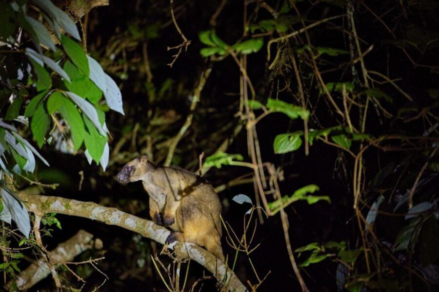 From Cairns: Rainforest & Nocturnal Wildlife Tour - The Value of This Tour