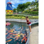 From Cebu:Bohol Bucket List Countryside Adventure with Lunch - The Itinerary in Detail: What You’ll Experience