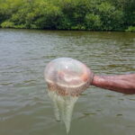 From Colombo/Negombo: Galle, Madu River, and Turtle Hatchery - Pricing and Value