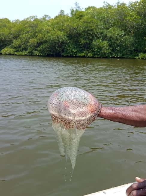 From Colombo/Negombo: Galle, Madu River, and Turtle Hatchery - Pricing and Value