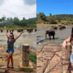 From Colombo: Pinnawala & Tea factory with Kandy Hotel Drop - Whats Included and What You Might Want to Budget For
