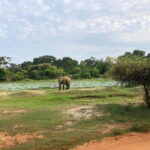 From Colombo: Yala National Park Private Jeep Safari - The Itinerary: What to Expect