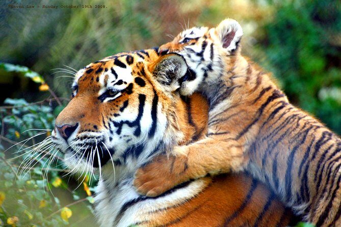 From Delhi: Golden Triangle with Tiger Safari Private Tour - Final Thoughts