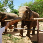 From Delhi: Taj Mahal, Agra Fort & Elephant Rescue Tour - In-Depth: What to Expect from Each Part of the Tour