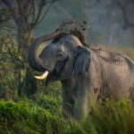 From Delhi: Taj Mahal & Agra Fort with Elephant SOS Visit - Who is This Tour Best For?