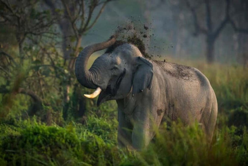 From Delhi: Taj Mahal & Agra Fort with Elephant SOS Visit - Who is This Tour Best For?