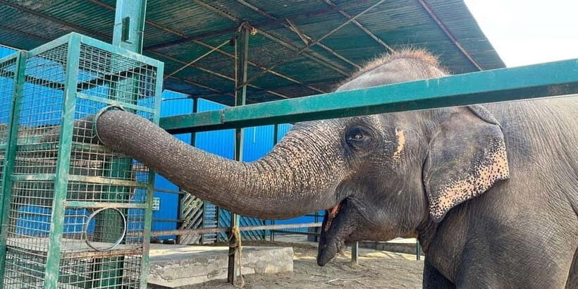 From Delhi: Taj Mahal & Agra Tour with Elephant Wildlife SOS - Analyzing the Value