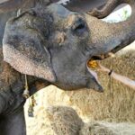 From Delhi: Taj Mahal Sunrise and Elephant Wildlife SOS Tour - Who Should Consider This Tour?