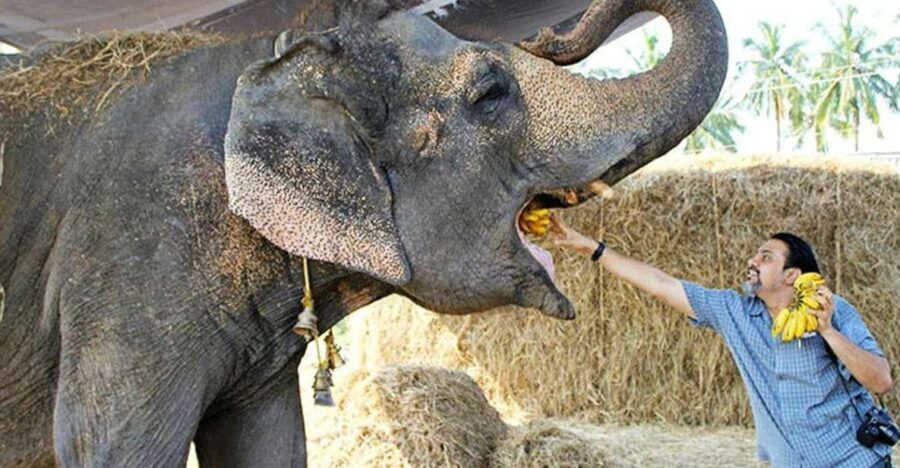 From Delhi: Taj Mahal Sunrise and Elephant Wildlife SOS Tour - Who Should Consider This Tour?