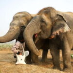 From Delhi: Taj Mahal Sunrise Tour w/ Elephant Conservation - Analyzing the Value