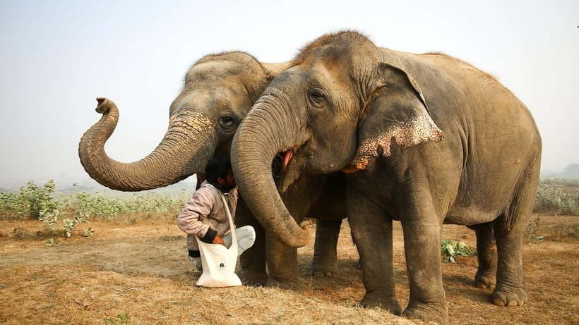 From Delhi: Taj Mahal Sunrise Tour w/ Elephant Conservation - Analyzing the Value