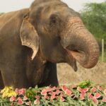 From Delhi: Taj Mahal Tour with Elephant Conservation Centre - What’s Included and What to Consider