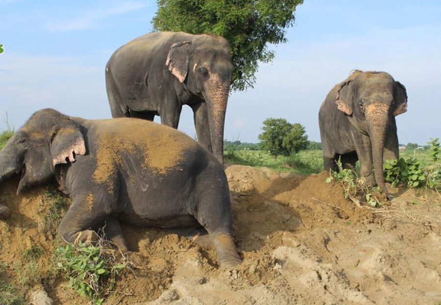 From Delhi:Sunrise Taj Mahal Trip with Elephant Conservation - Practicalities and Value