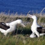 From Dunedin: City, Otago Peninsula & Albatross Guided Tour - Starting Point and Timing