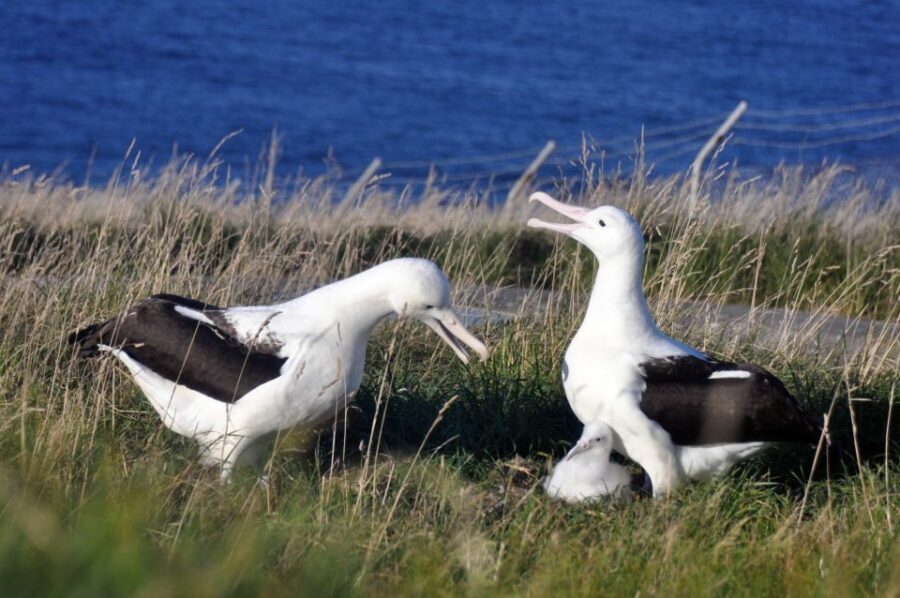 From Dunedin: City, Otago Peninsula & Albatross Guided Tour - Starting Point and Timing