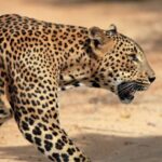 From Ella: Drop to Tangalle/Hiriketiya/Mirissa & Yala Safari - Transport and Logistics