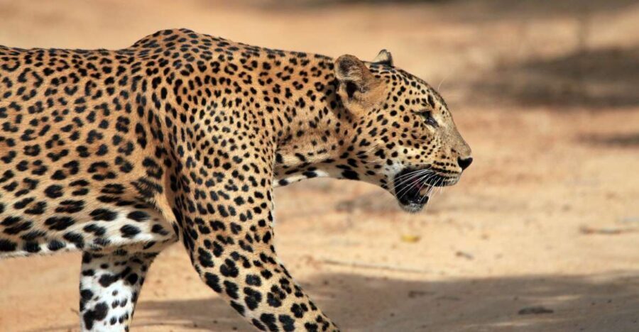 From Ella: Drop to Tangalle/Hiriketiya/Mirissa & Yala Safari - Transport and Logistics