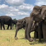 From Ella: Yala Safari & Drop at : Arugambay - Breaking Down the Itinerary